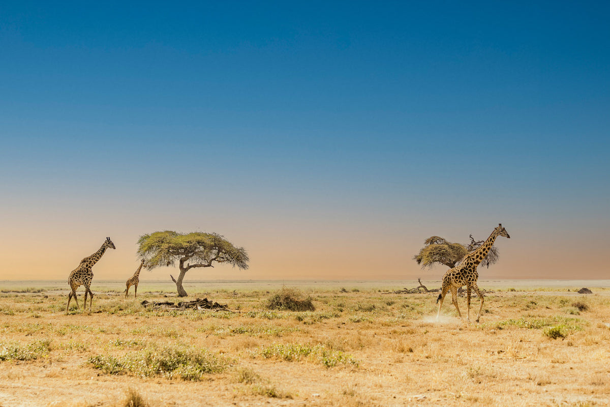 2025 Kenyan Photography Paradise - 12 Days – Obscura Camera Store